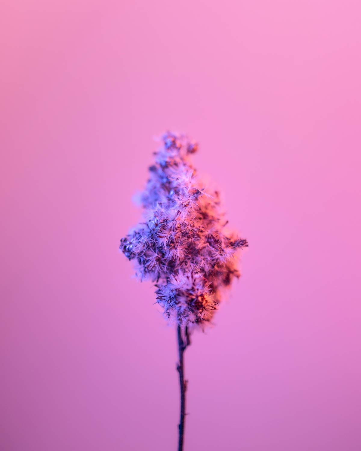 Neon Nature | Clickstrike